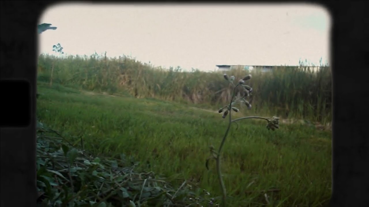 nature video by sony cyber shot dsc-s600 #2