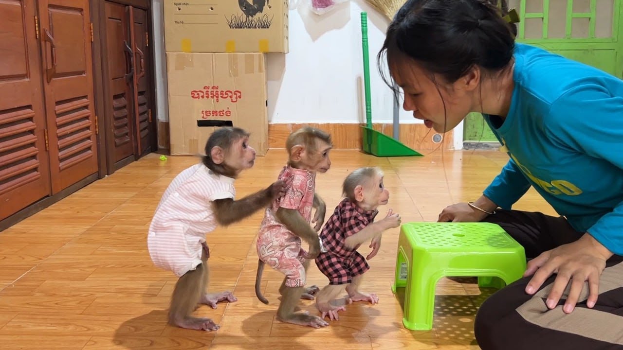 OMG Cute Baby Monkey Monica Yuri And Minea Stand In Row Askinq Mom to Have Dinner - YouTube