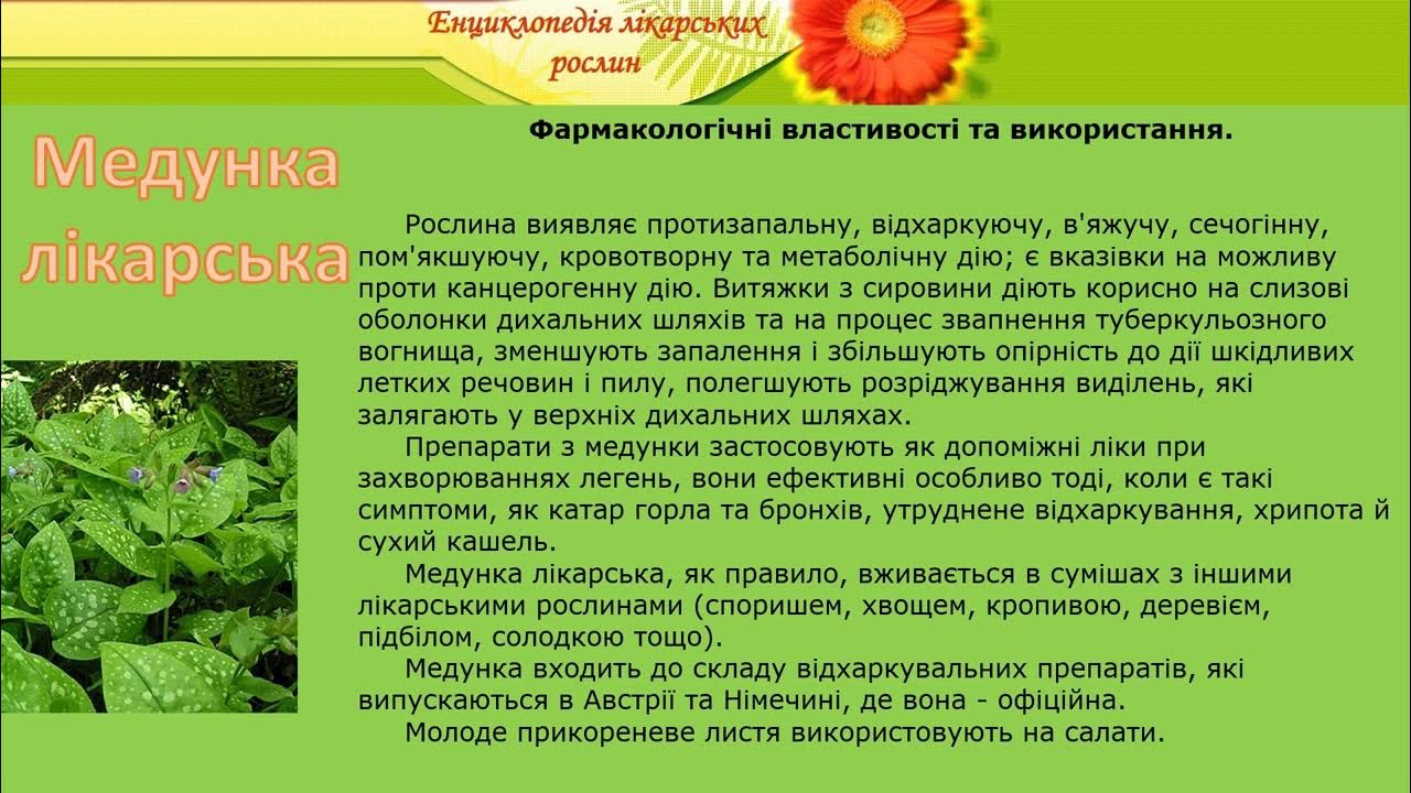 Медунка лікарська - YouTube