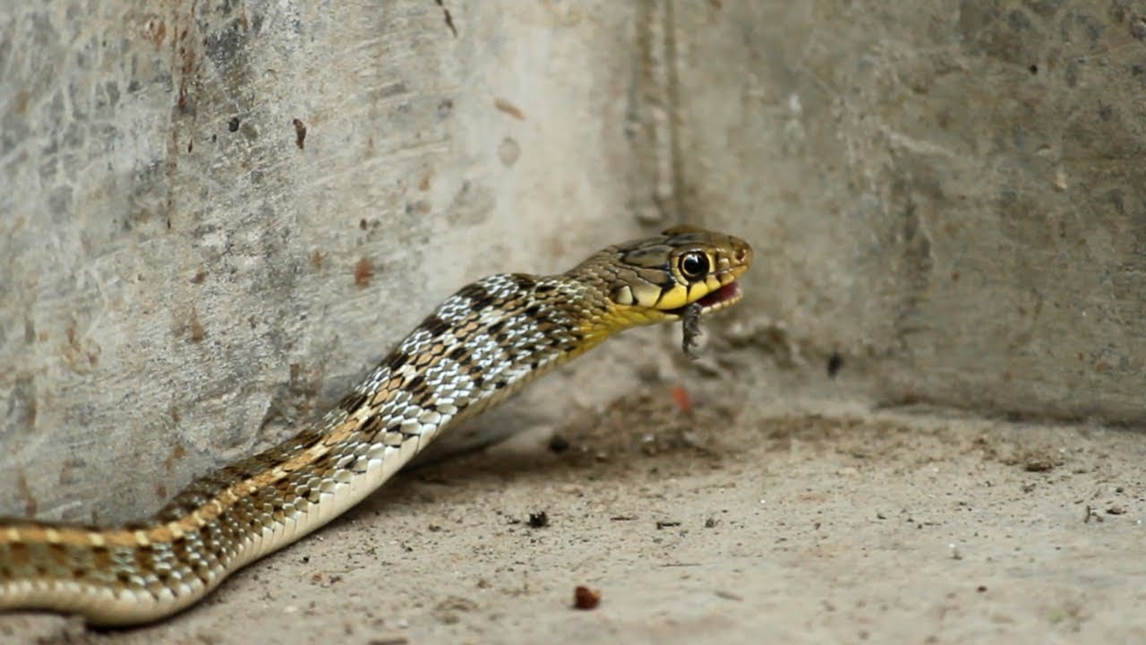 Snake bite and attack || Wild animals activity video || snake rescue ...