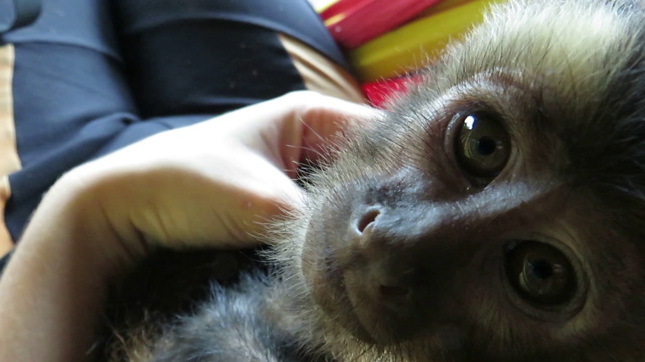 Rescued baby Capuchin Monkey is very intrigued by own hair - YouTube