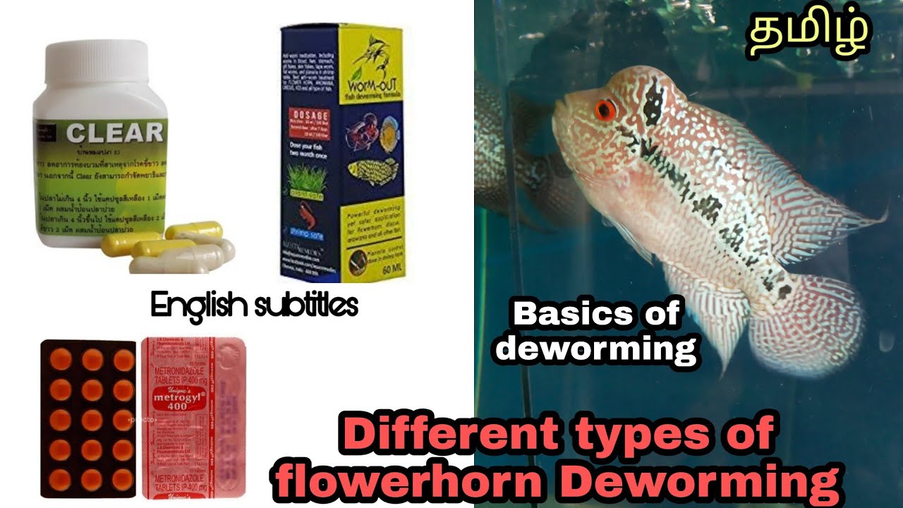 Basics of Flowerhorn deworming |Types of deworming | Aquapets & farm ...
