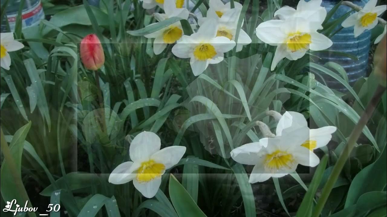 Моим друзьям стихи - YouTube