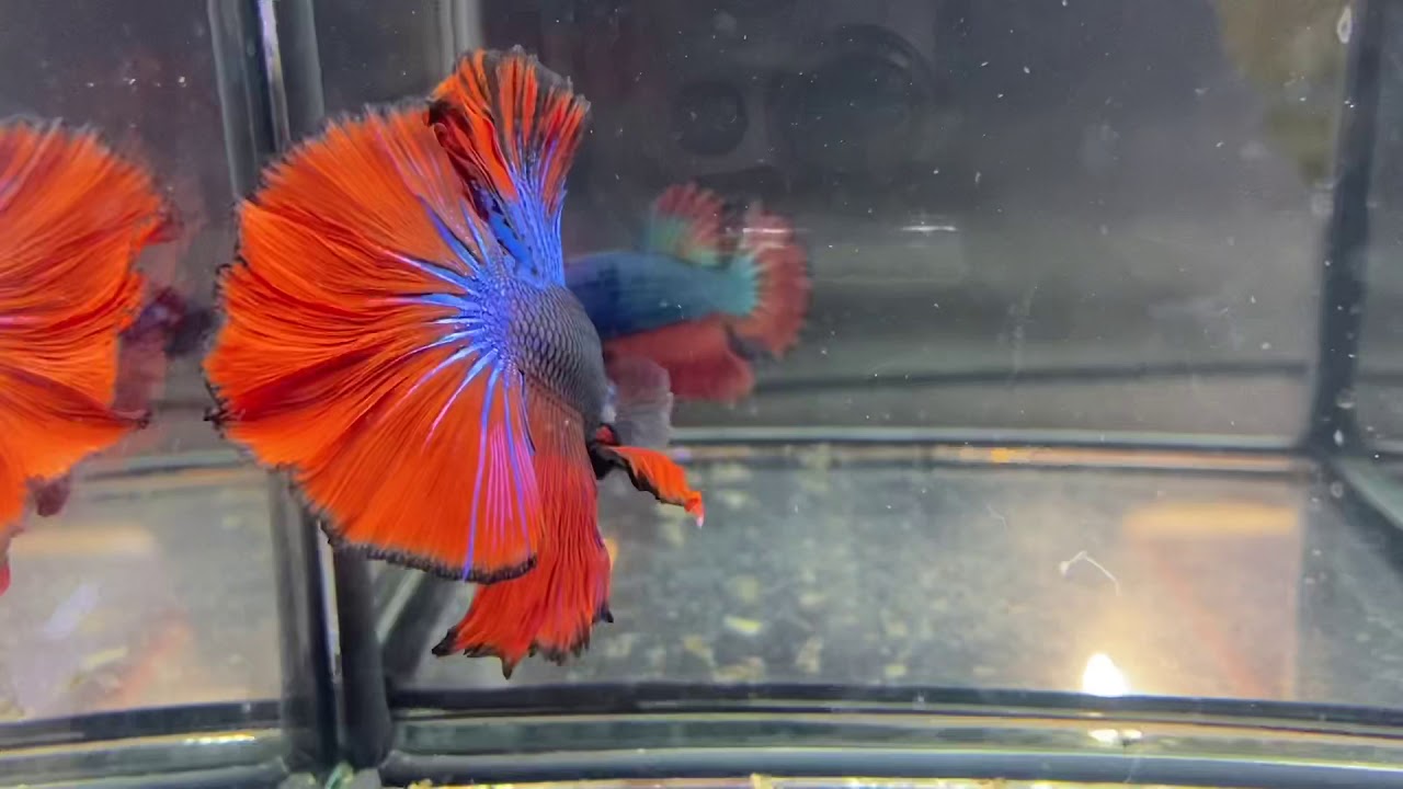 Royal Blue Red Bicolor Black Rim (M3) Halfmoon Betta Fish Male @ Züri ...