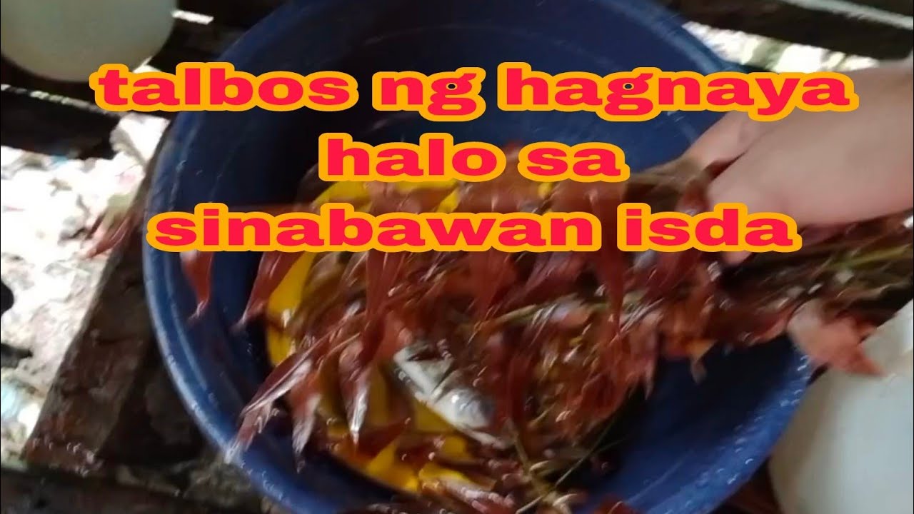 talbos ng hagnaya panghalo sa sinabawan isda - YouTube