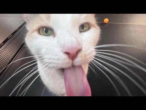 DeeZNvts — putin' on the ritz (Taco phonk remix) - YouTube