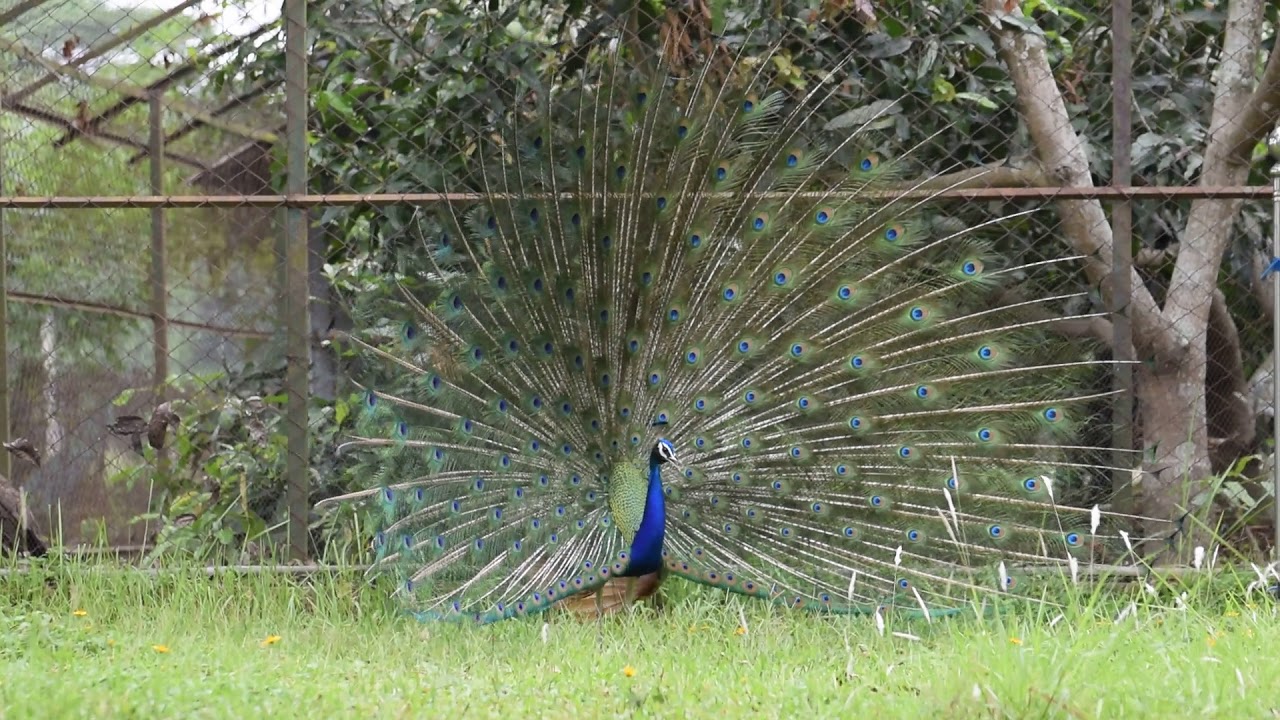 Peacock bird dance display moyor 01722318902 - YouTube