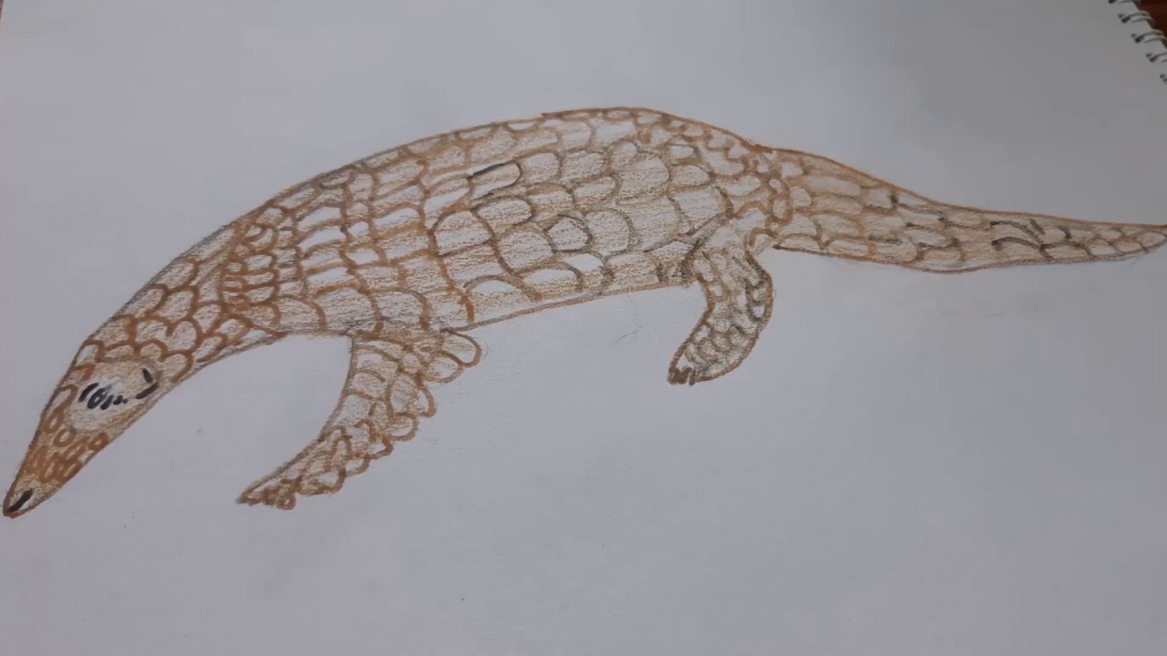 Consider the Pangolin: A Poem - YouTube