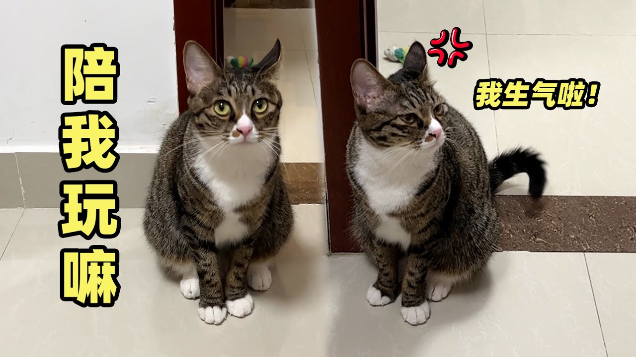 谁家猫一天天就知道玩玩玩,好想送我家猫去打工呀 Youtube