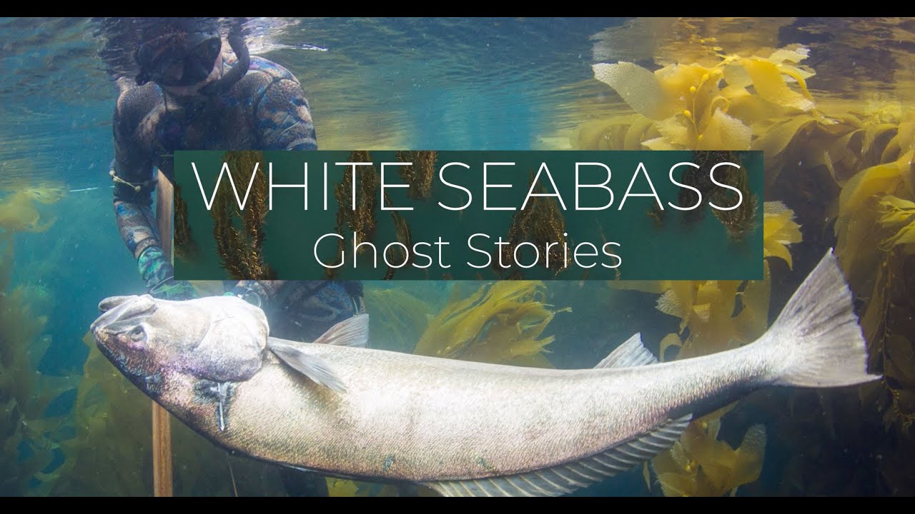 Sharing the Stoke with Julie Riffe - White Seabass Ghost Stories - YouTube