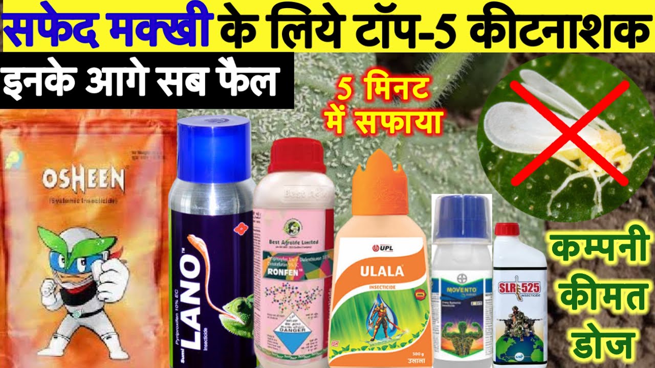 सफ़ेद मक्खी के लिये टॉप-5 कीटनाशक।white fly control in cotton crop ...