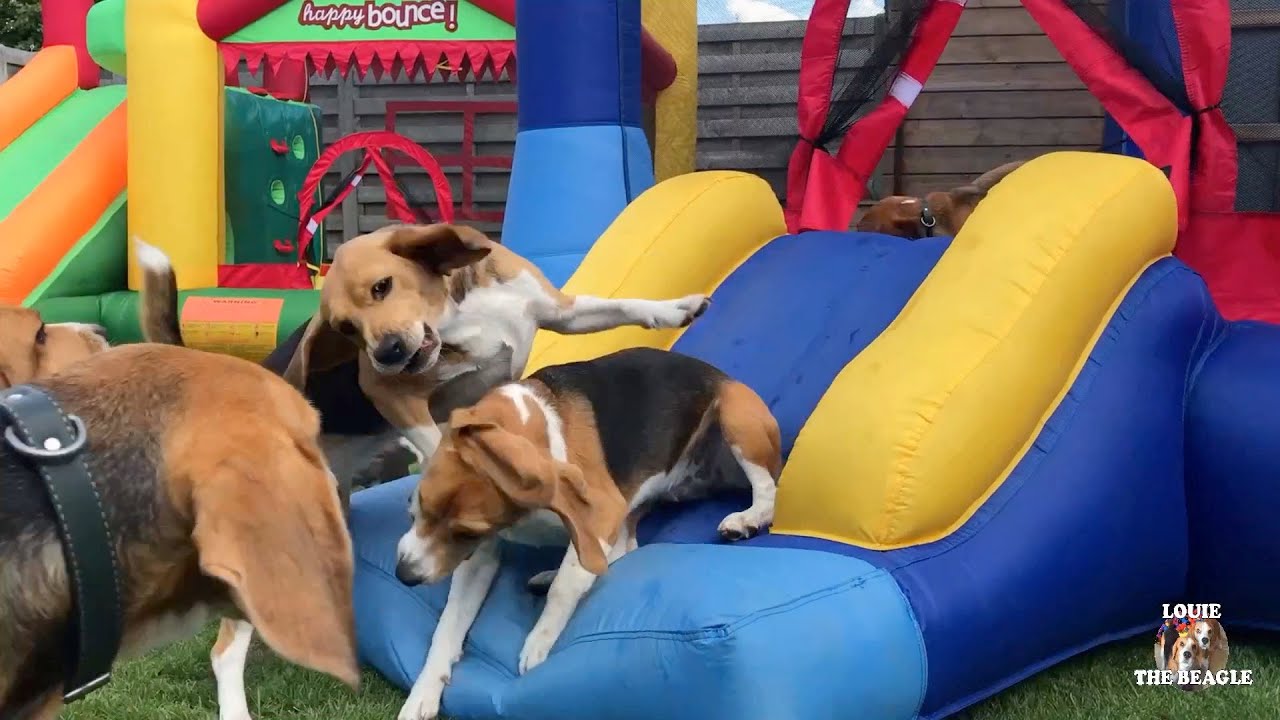 THE BEST BEAGLE PARTY COMPILATION ON YOUTUBE - YouTube