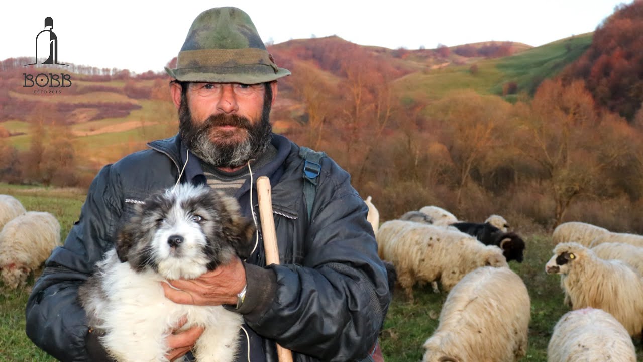 Au fost 18 CIOBANI la peste 1000 de oi în munții ȚIBLEȘ | Ciobănești ...