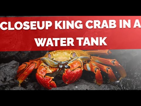 Video of Crab Moving Underwater 4k Free Video / Closeup taraba king ...