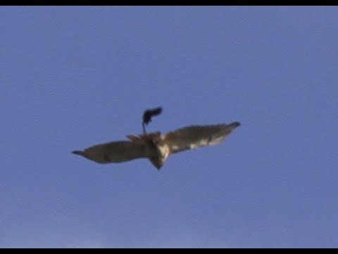 A small Black bird Attacks Hawk - YouTube