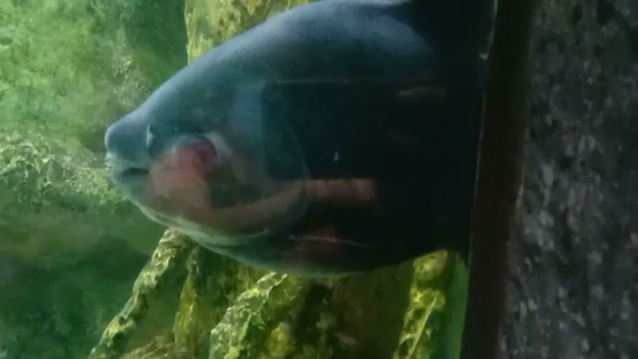 Cute fish smiling at me - YouTube