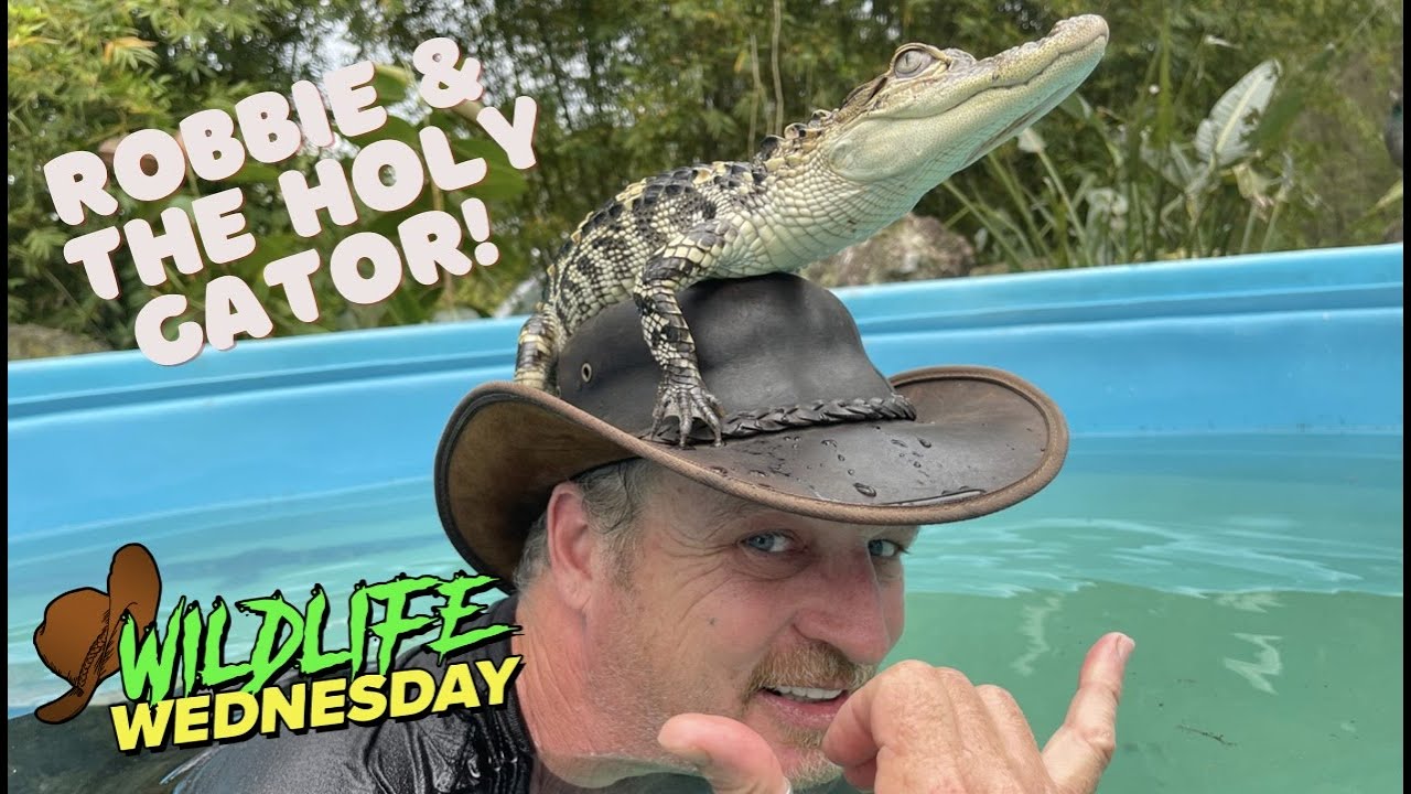Wildlife Wednesday Gator Morph - YouTube