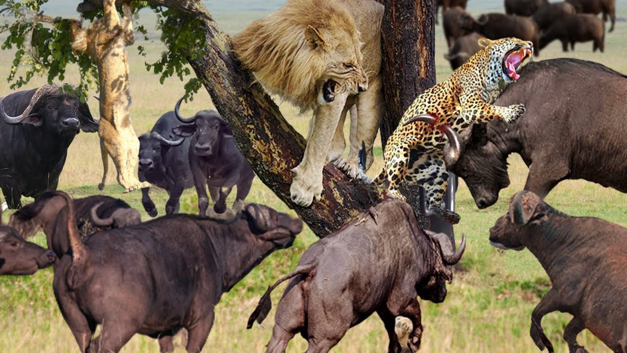 Hundreds Of Wild Buffalo Chase, The Lion Cowered Up The Tree To Hide ...