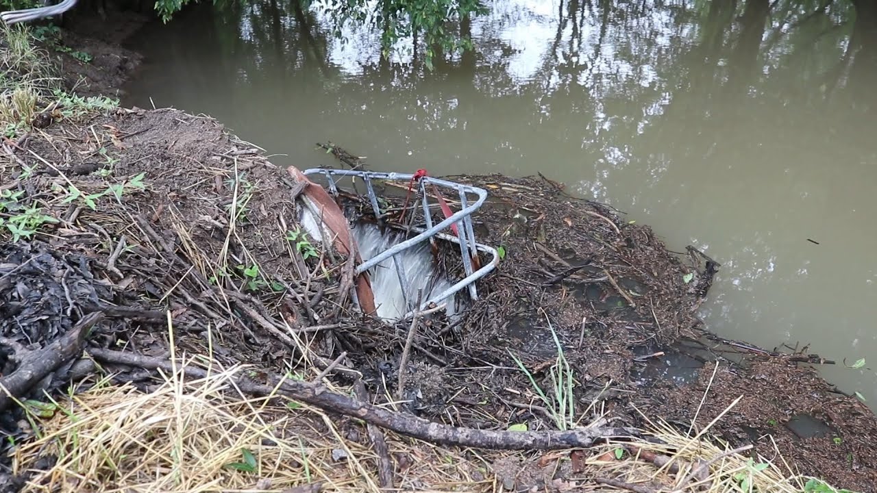 Beaver Dam Removal Culvert Unclogging - YouTube