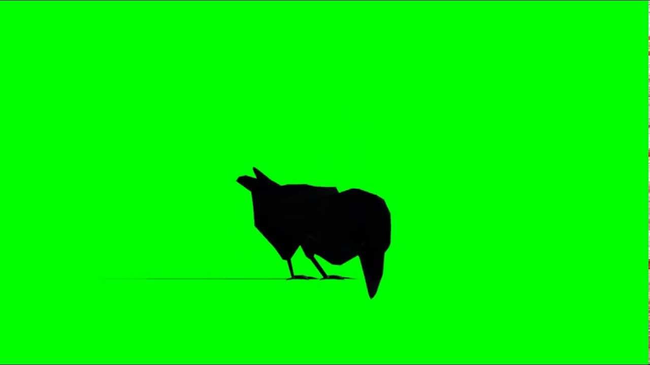 animated black bird - "free Chroma Key Effects" - YouTube