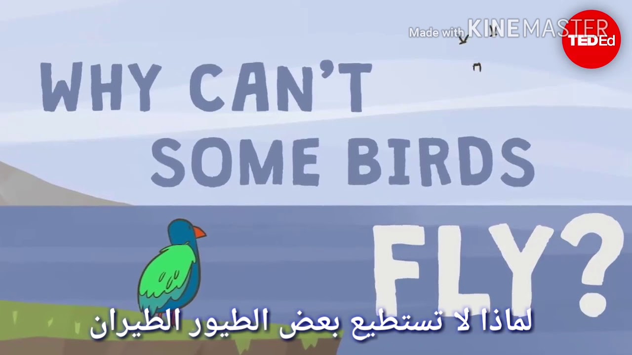 Why Can't Some Birds Fly- لماذا لا تستطيع بعض الطيور الطيران - YouTube