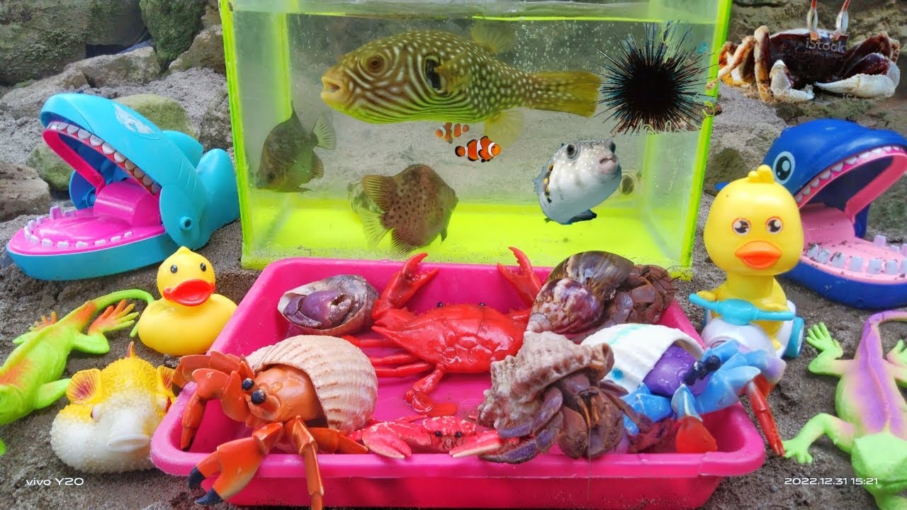 Mencari dan Menemukan Kelomang Besar, Ikan Buntal, Siput Laut, Kepiting ...