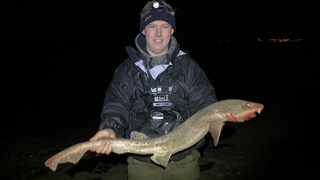 Beach fishing in the Menai Straits, Tope fishing part 2 - YouTube