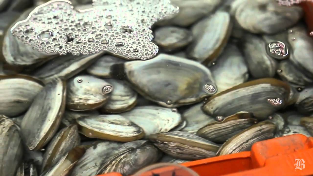 Shellfish purification - YouTube