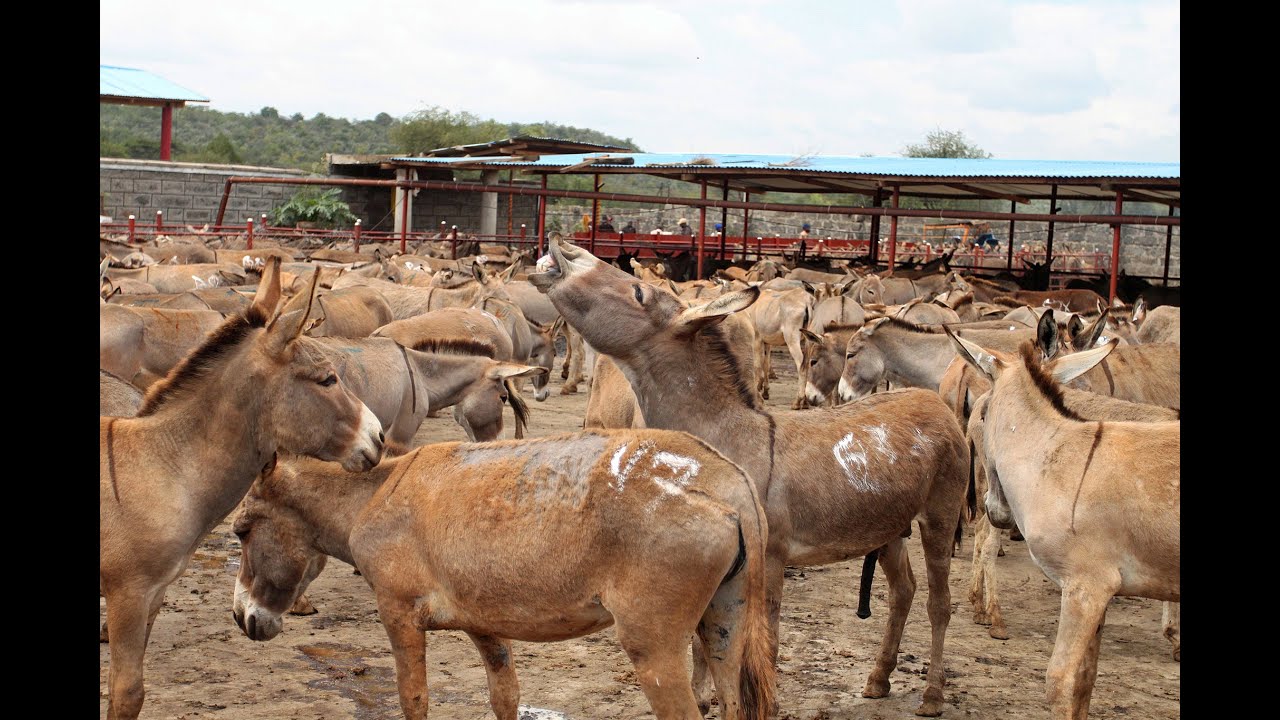 House of Donkeys [donkey farming][donkey breading] - YouTube