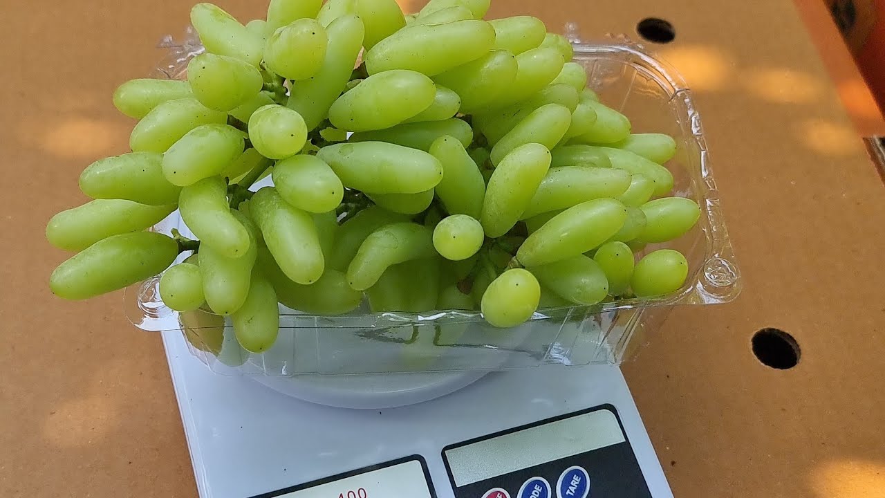 Grapes Harvesting and Export Packing on farm - YouTube