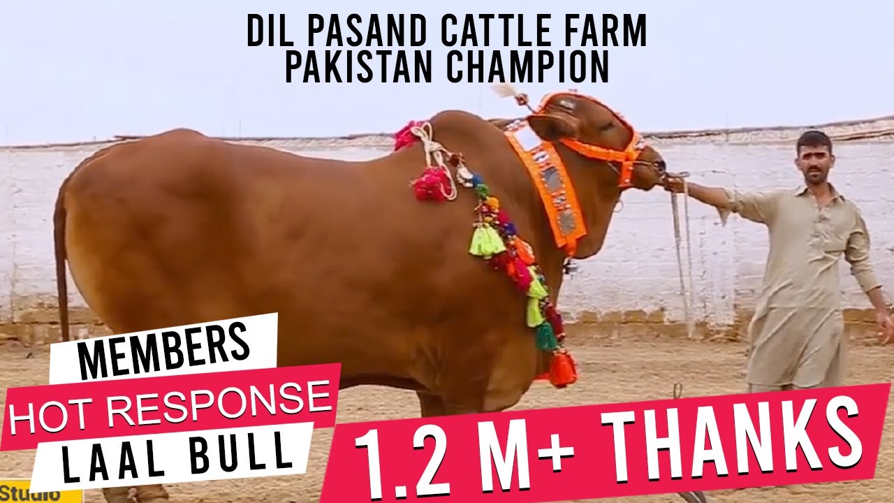 Pakistan Champion I Dil Pasand Cattle Farm I Huge Bull I Pure Breeds I ...