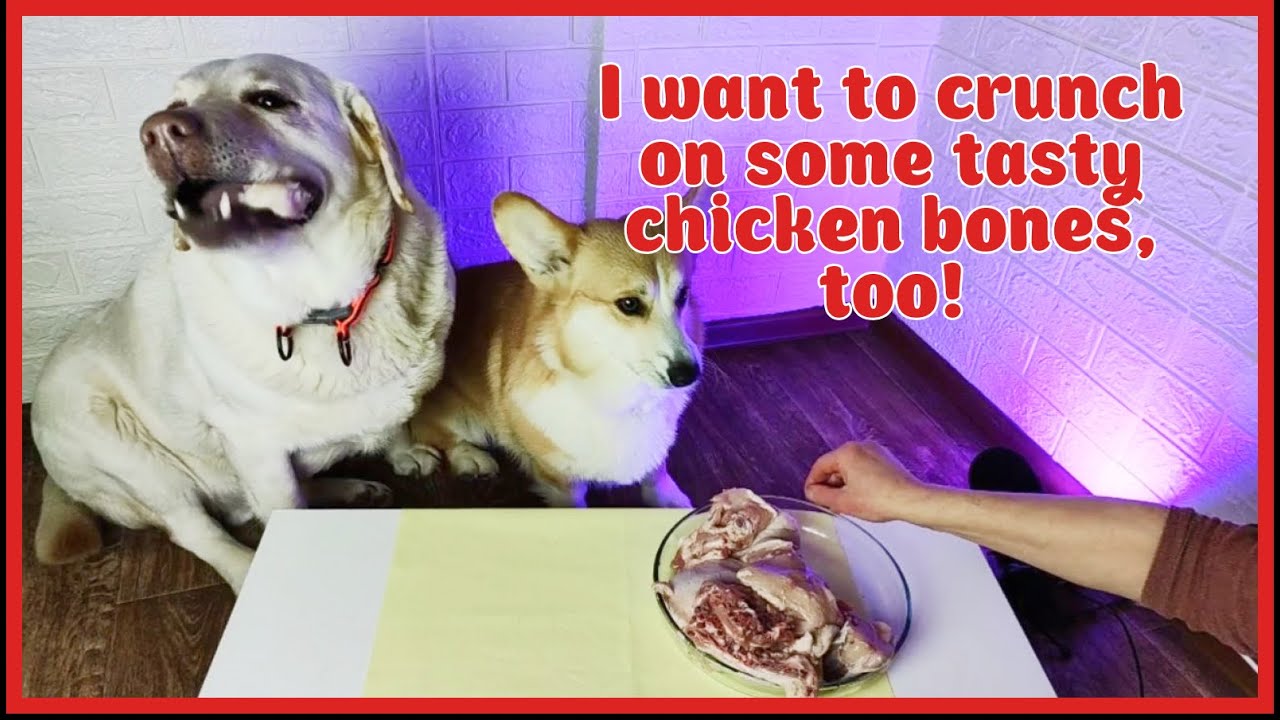 Labrador and Corgi eating chicken - YouTube