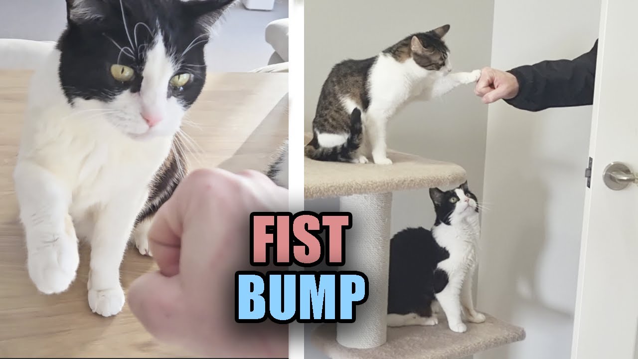 Fist Bump With Cats Forever - YouTube