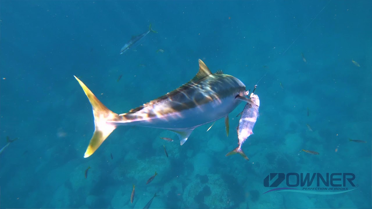 Owner Circle Fishing Hooks - BCF - YouTube