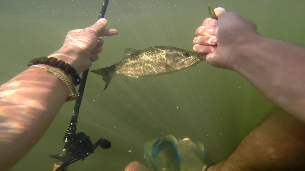 Fish Caught UNDERWATER!! (Pond Diving Fishing) - YouTube