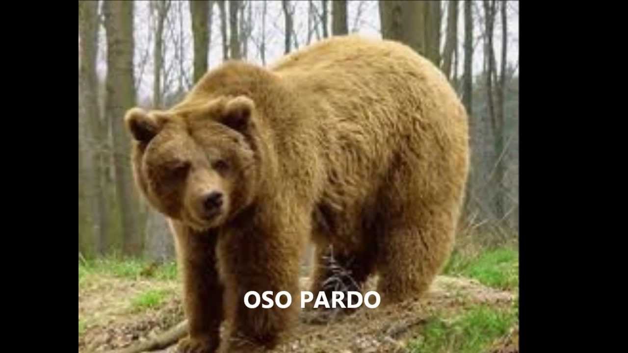 CONOCIENDO CLASES DE OSOS - YouTube