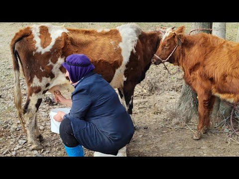 Village and local flavors: Cooking basterma pilaf with turkey in everyday rural life
