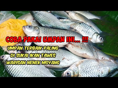 umpan terbaik...!!! umpan jitu ikan tawes mancing liar