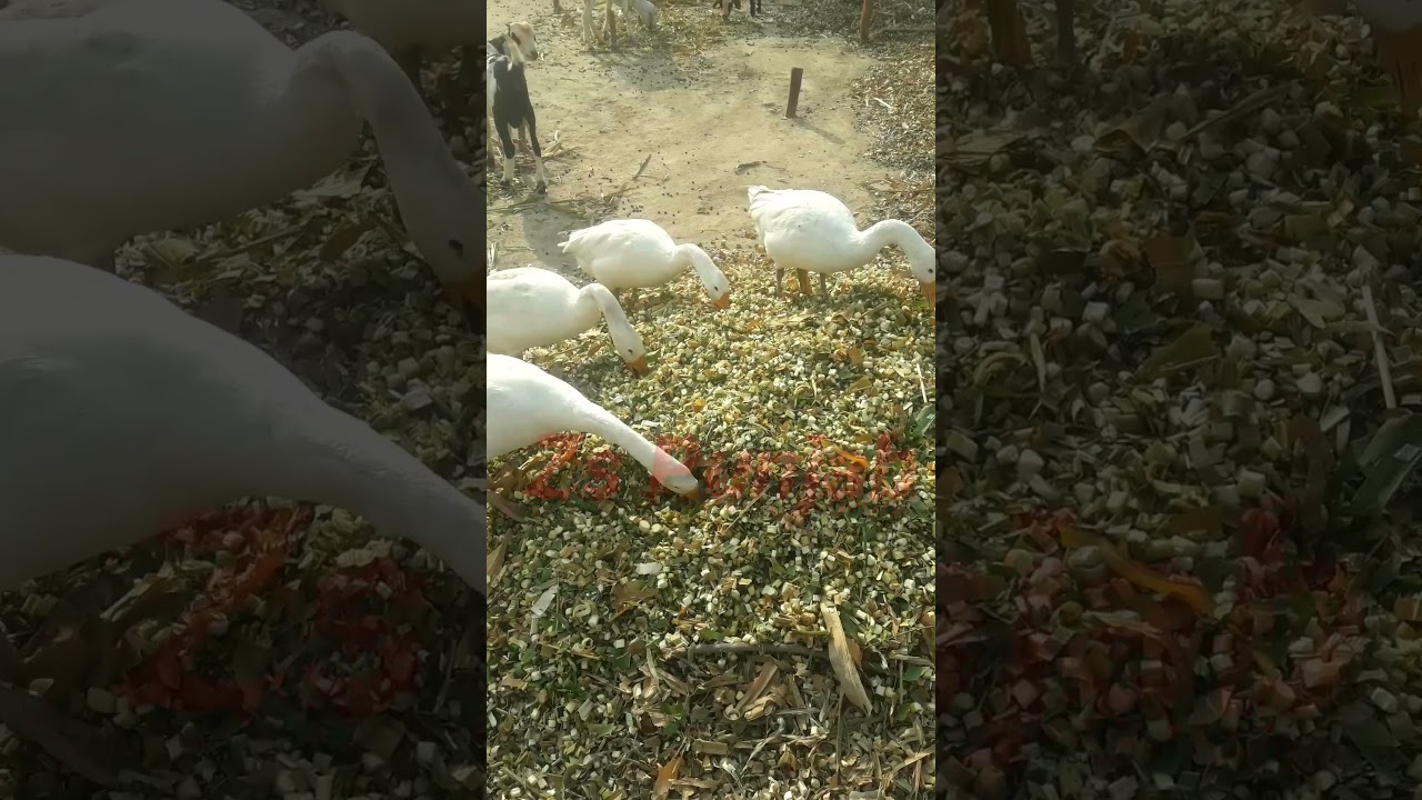 The Beautiful Ducks In Village Punjab/white Ducks Eating Grass/The ...