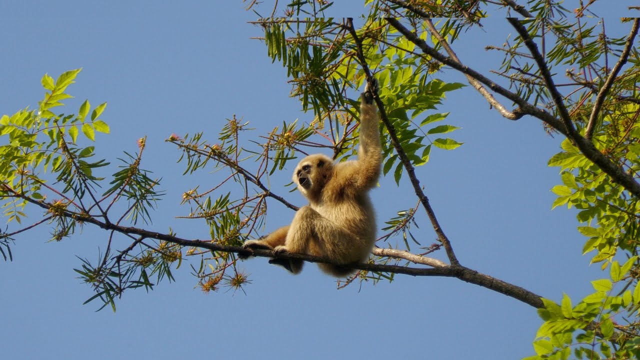 KHAO YAI NATIONAL PARK WILDLIFE: (Hornbills, Gibbons, Viper, Monitor ...