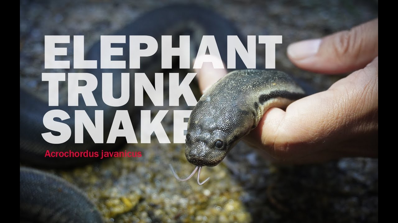 Capture One Of The Weirdest Snake Ever With Other Amazing Creatures capture-one-of-the-weirdest-snake-ever-with-other-amazing-creatures