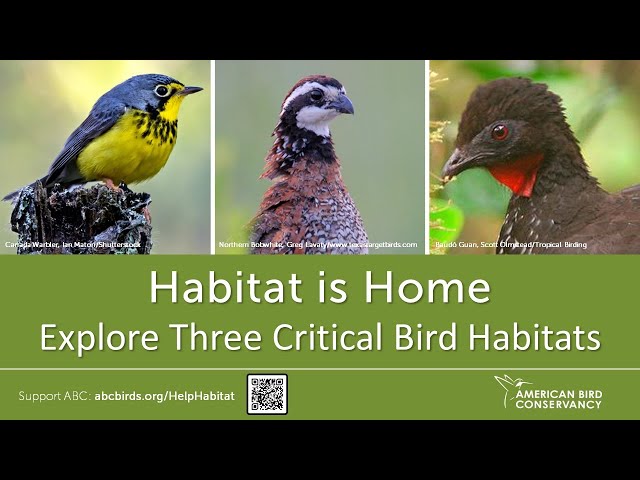 Habitat Definition Types Of Bird Habitats Oven Bird | Wildlife