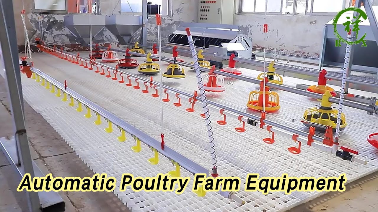 Chicken Automatic Poultry Farm Equipment With Ventilation System - YouTube