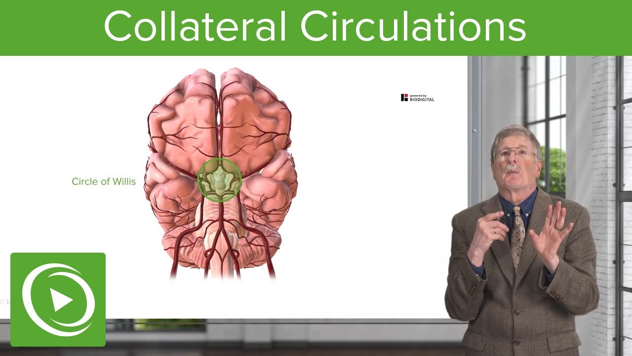 Collateral Circulations - YouTube