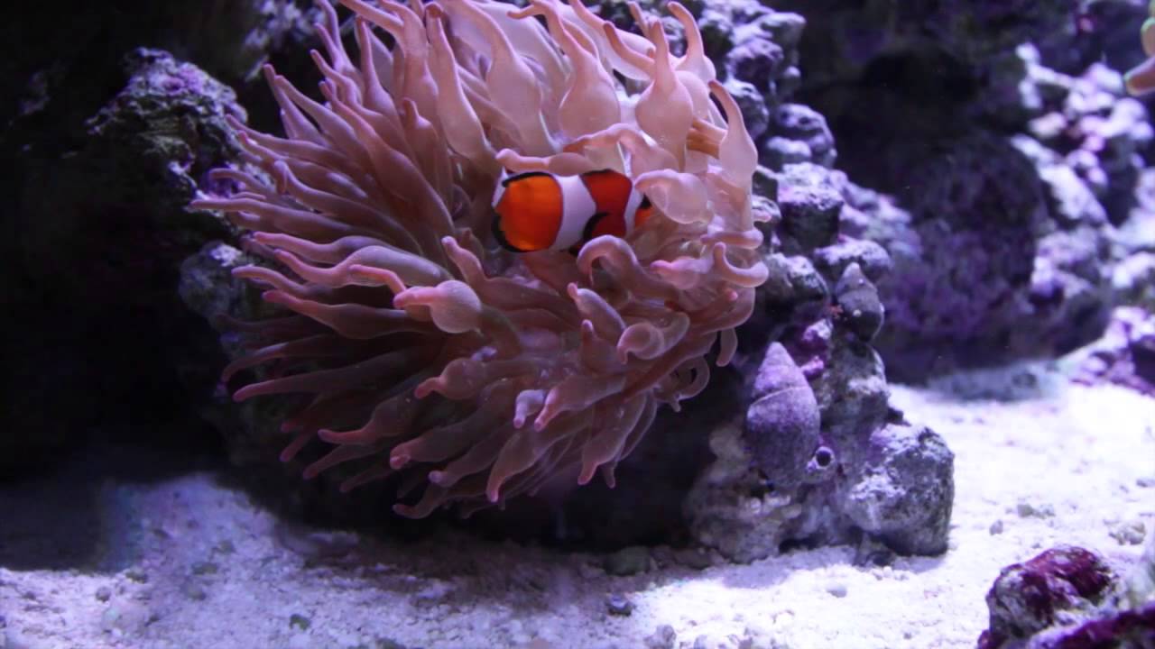 Martin's Reef Tank Update - YouTube