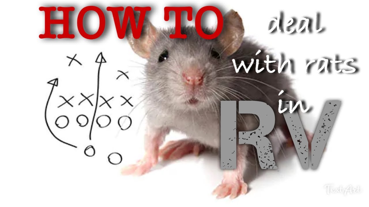 Dealing with a Rat in a Travel Trailer #pestcontrol :Full time RV ...