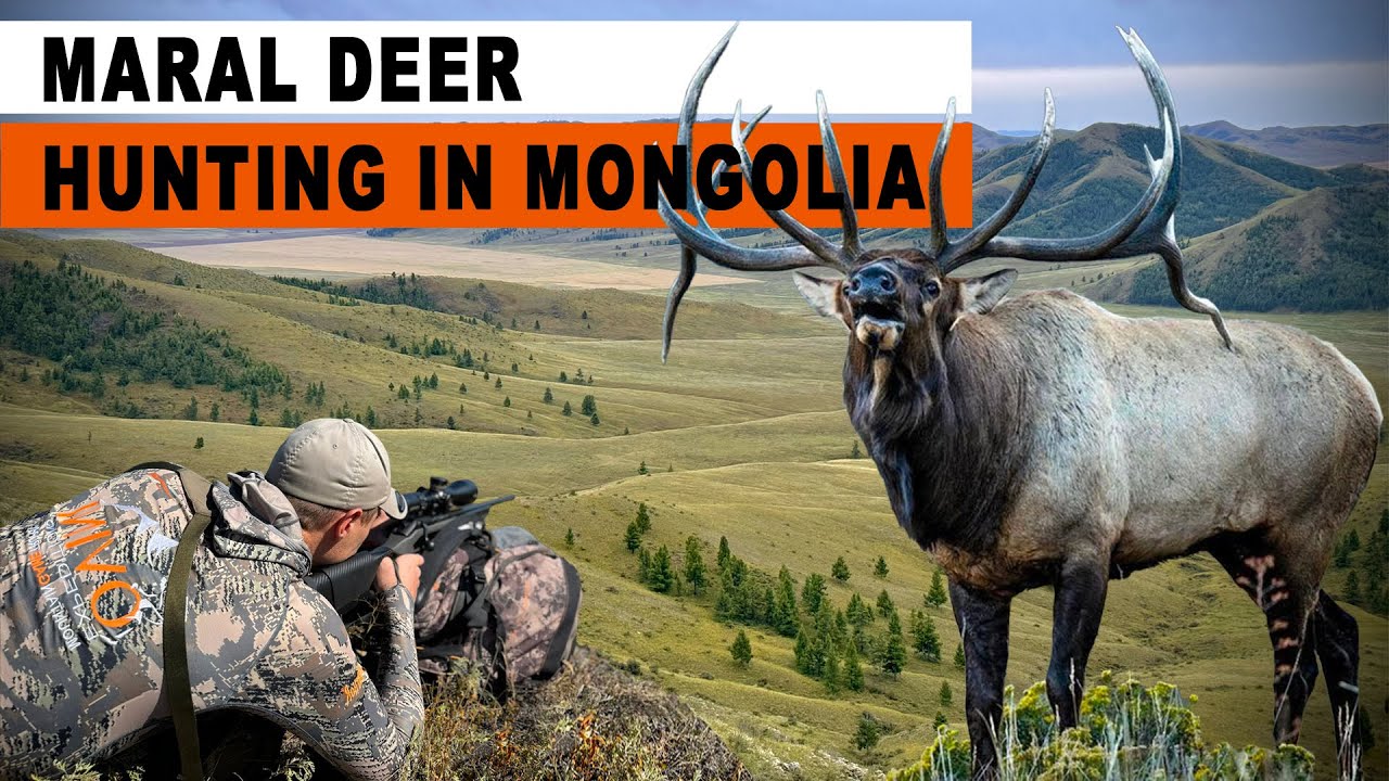 MARAL DEER HUNTING - CHASSE EN MONGOLIE - YouTube