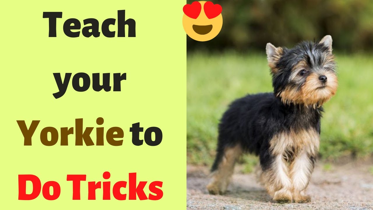 How to Train a Yorkshire Terrier to do Tricks - YouTube