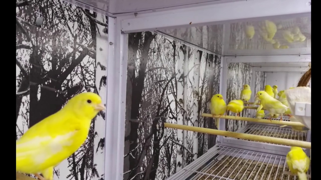 Layout gabbie - YouTube