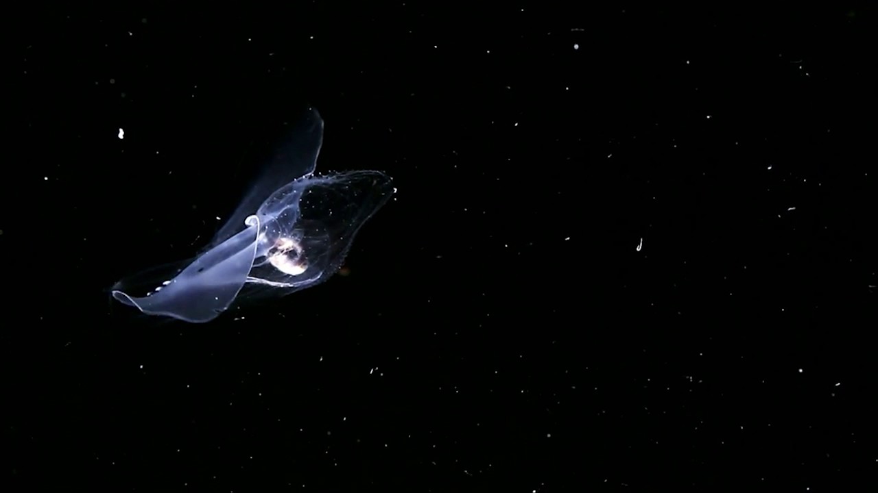 cymbulia peronii - YouTube